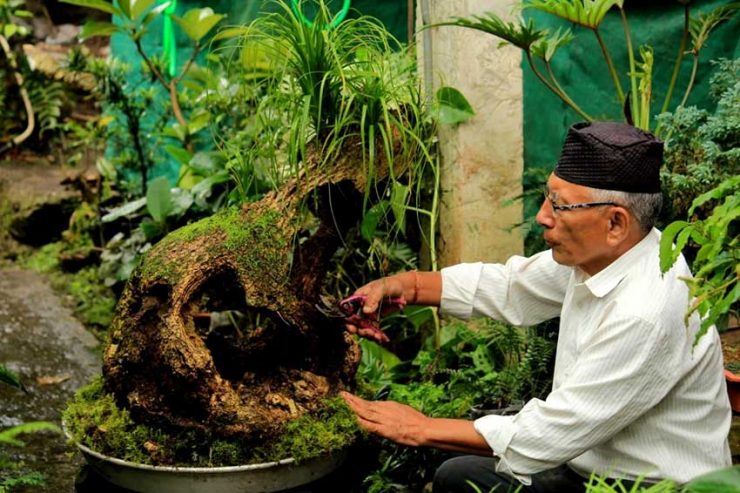 Exotic 'Nolina' Flowers in Sikkim After 30 Years! - East India Story
