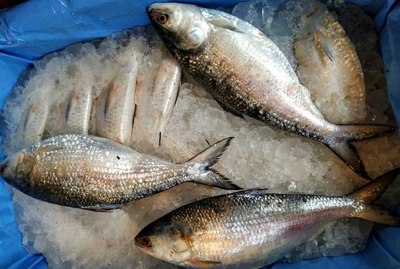 The Hilsa Has Landed! - East India Story