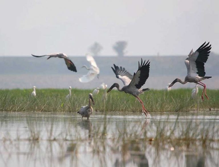 Deepor Beel Is Losing Winged Visitors - East India Story