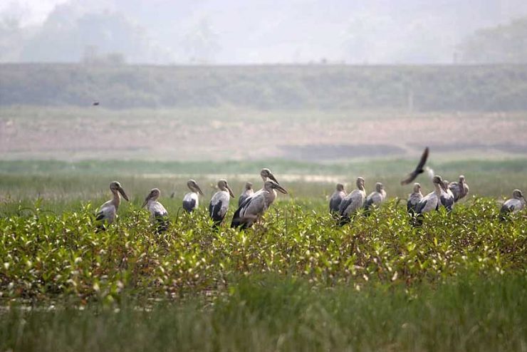 Deepor Beel Is Losing Winged Visitors - East India Story