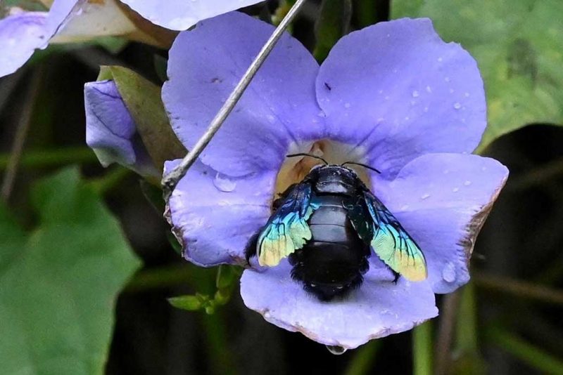 The Carpenter Who Buzzes - East India Story