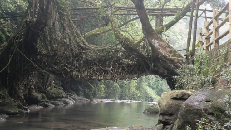 Meghalaya and it's Root Bridges - some developments - East India Story
