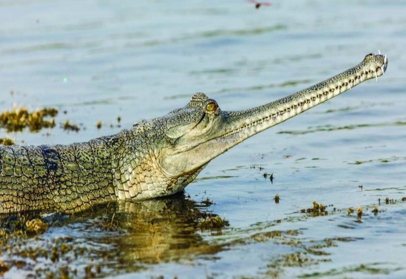 Gharials Get A New Home In Satkosia’s Wild Waters - East India Story