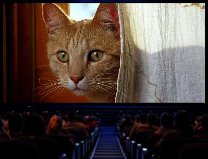 Cats in Cinema: The Purr-fect Metaphor - East India Story